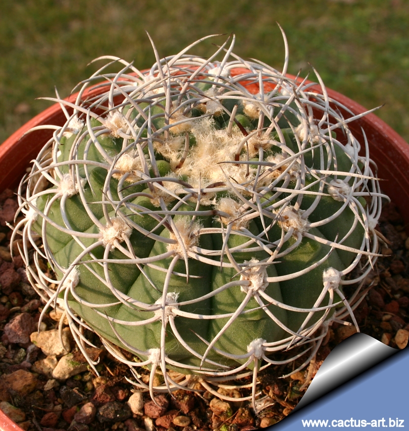 Gymnocalycium castellanosii